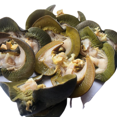 Fresh Frozen african Snail Meat With Best Price from Indonesia ...
