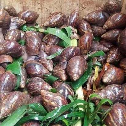 Giant African Land Snails for sale, High Quality Edible Snails Frozen ...