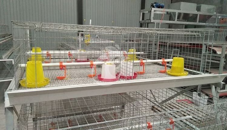 Broiler Cages For 1000 Birds Broiler Chicken Cage System Battery ...