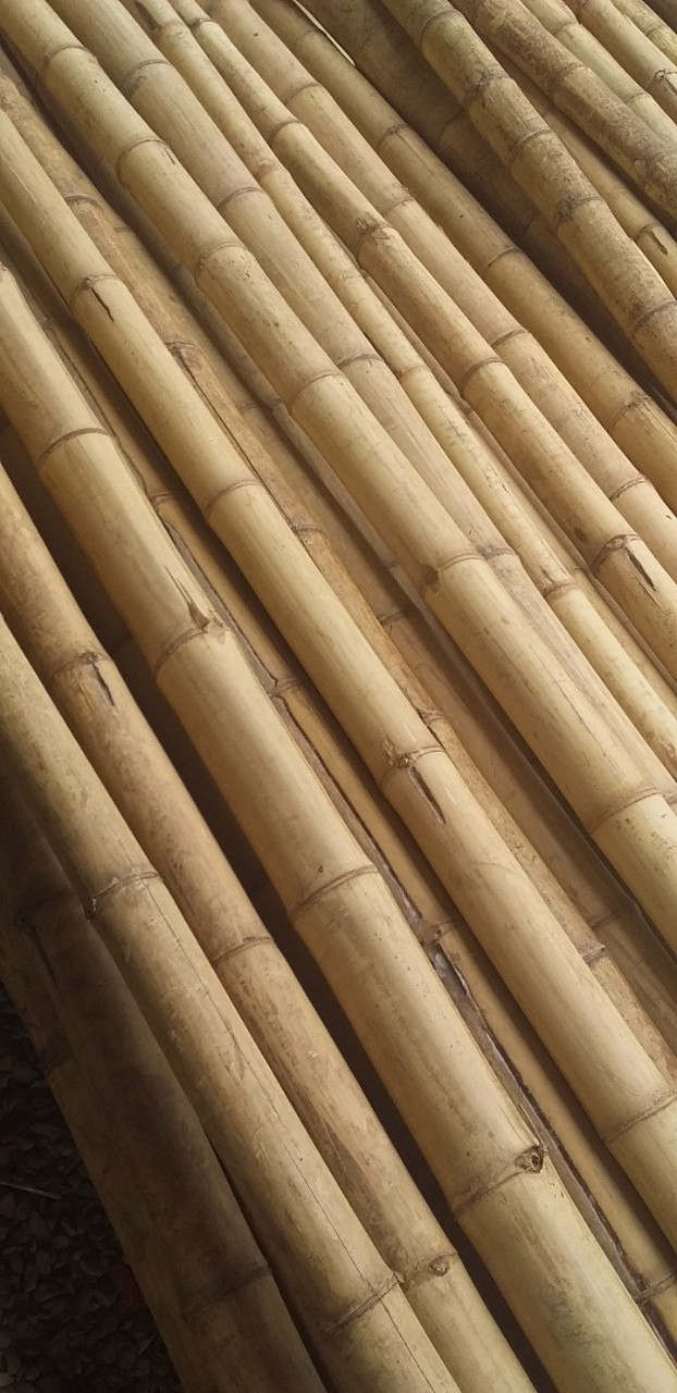 Bamboo Poles Nature Raw Bamboo Poles Straight Pole Bamboo From Planted ...