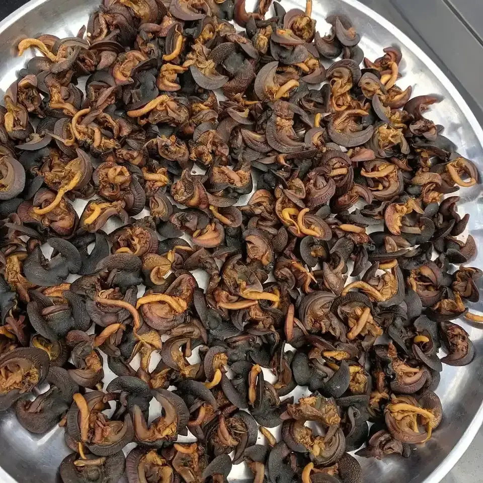 Fresh African Giant Snails/Processed Alive Frozen Dried Fresh Snails ...