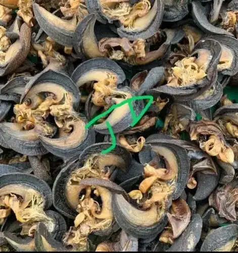 Fresh African Giant Snails/Processed Alive Frozen Dried Fresh Snails ...