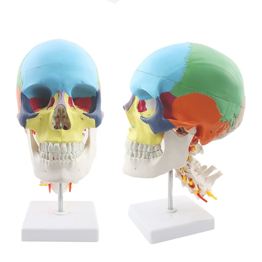 FORESTEDU Skull Model Life Size Skull With Neck Spine Colored Color ...