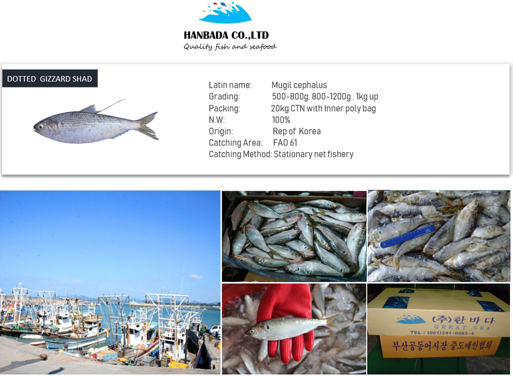 Korean Wholesale Best Selling Supplier Delicious Natural Frozen Seafood Fish Konosirus Punctatus Gizzards Shad Fish BestSuppliers