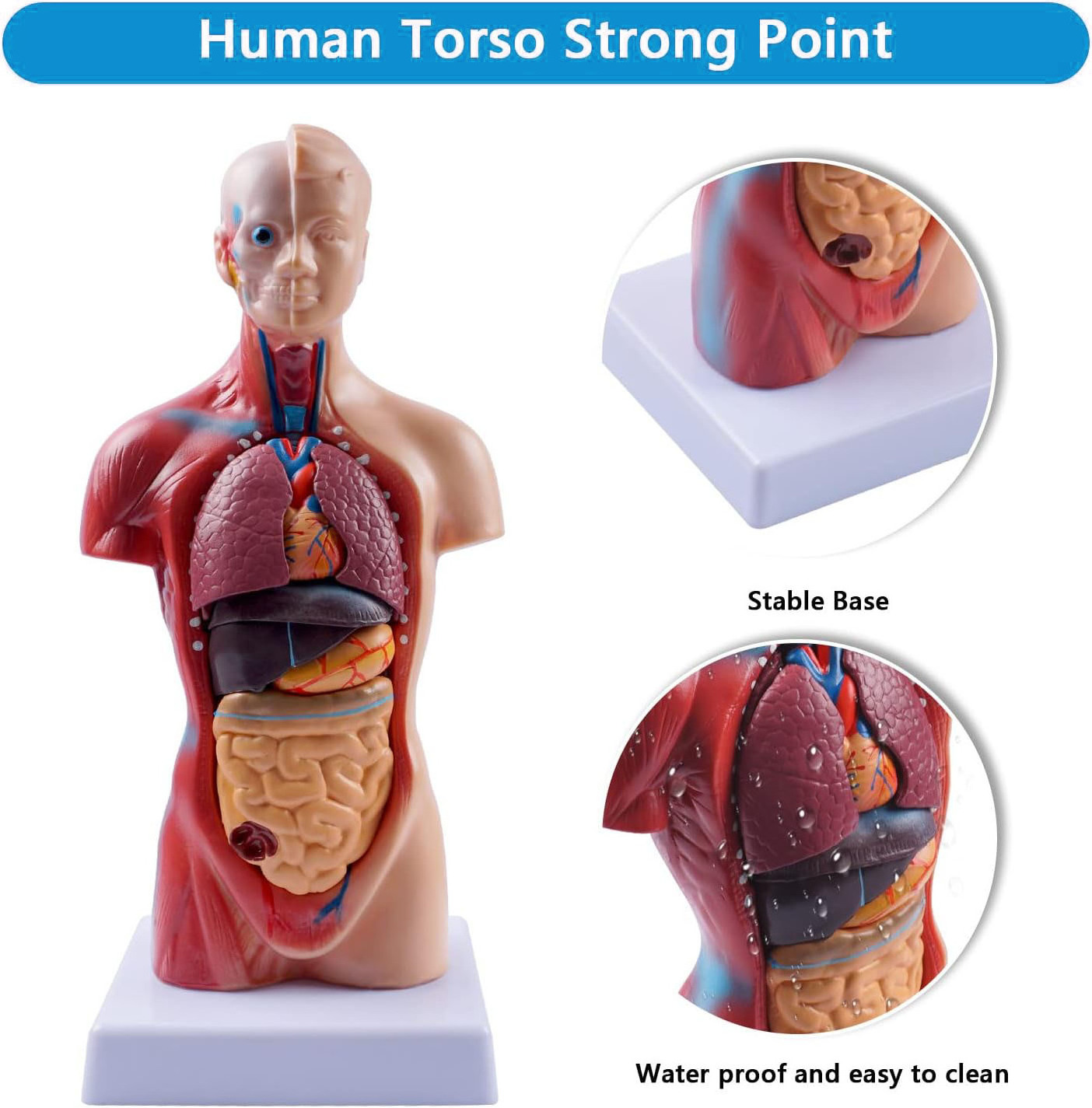 Human body 28cm medical trunk model Anatomy doll 15 detachable parts Education organs Teaching ...