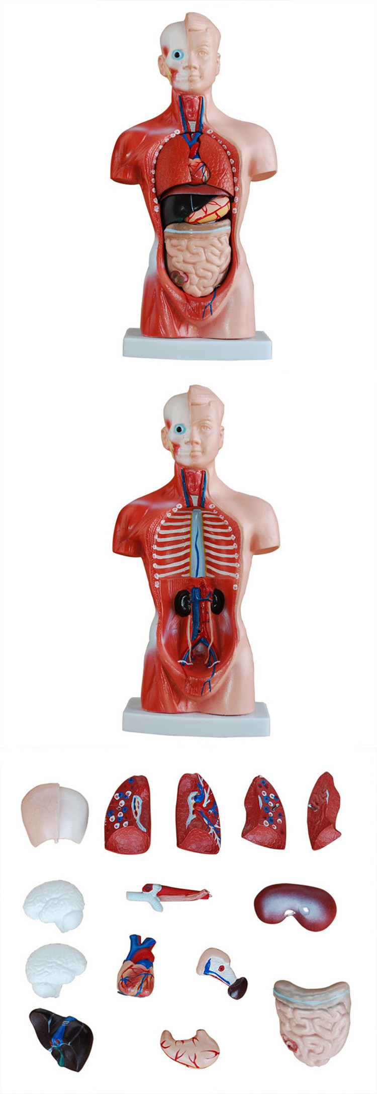 Human Body Model Torso Anatomy Doll 15 Removable Parts Skeleton ...