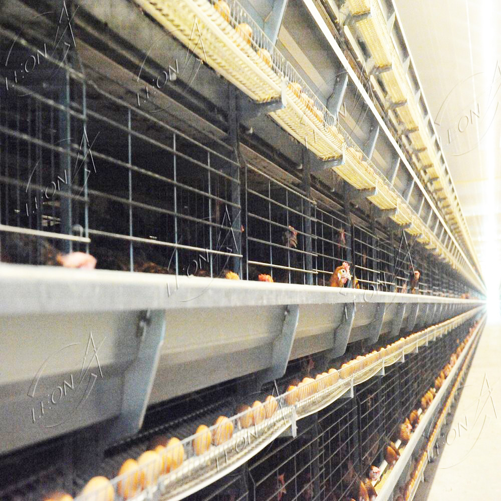 High Quality H Type Layer Birds Cages for Big Chicken Made in China ...