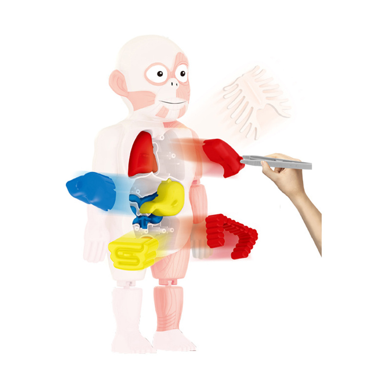 DIY Assembled Anatomy Organs 3D Model Human torso Body Educational Toys ...