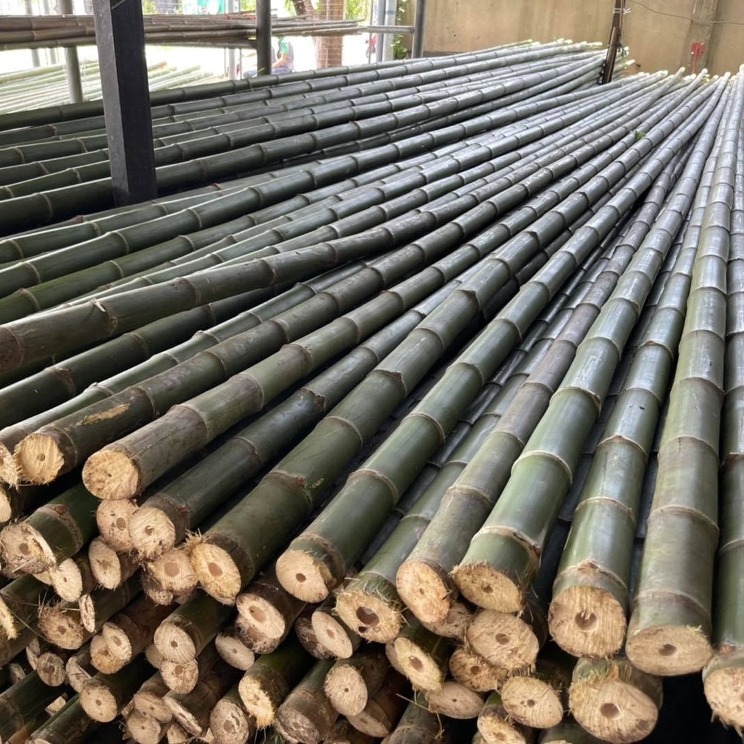 Big Size Bamboo Canes For Fences Partitions Decor From Vietnam/ Treated ...