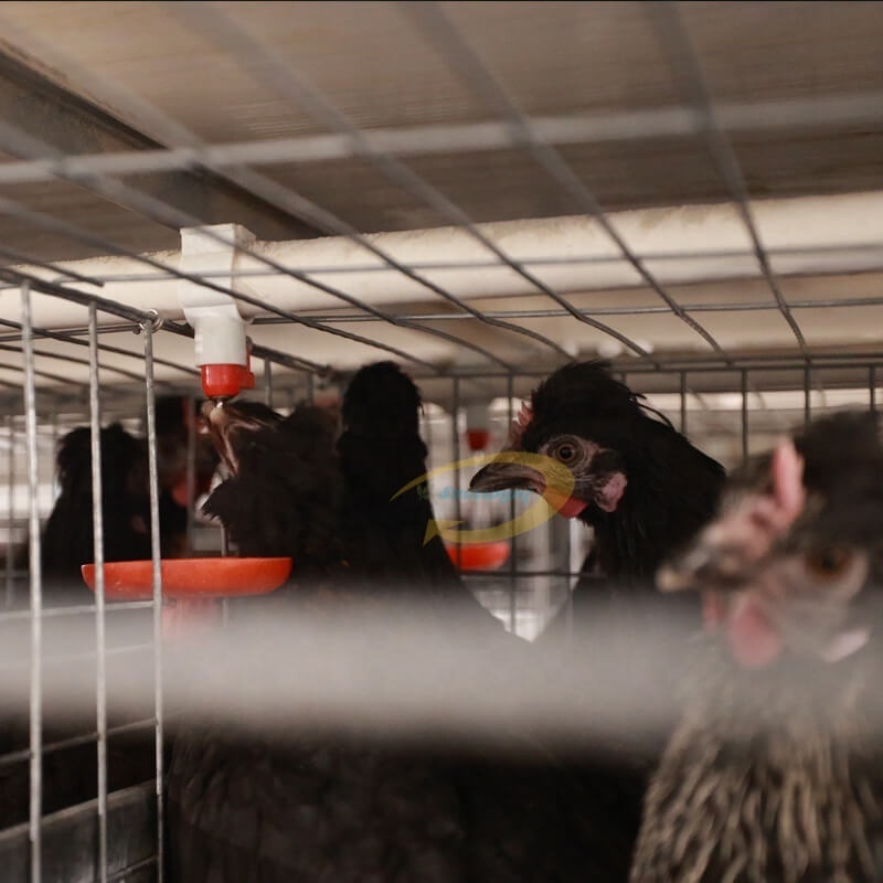 Factory supply automatic laying pyramid chicken cage rooster cages ...