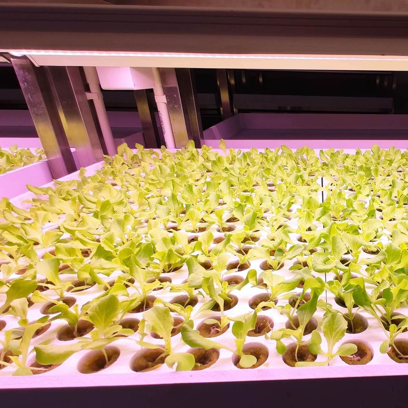 UPuper leafy vegetable plant substrate propagate hydroponics vertical ...