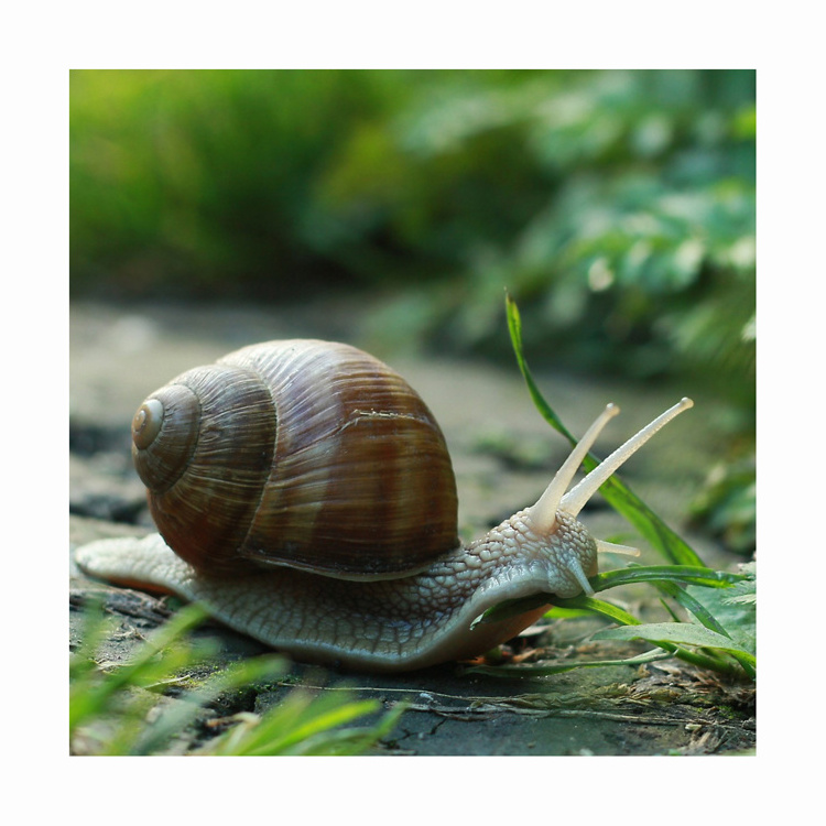 seafood export frozen live frozen tiger snail blue mussel meat for sale ...